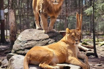 Wild Animal Park Tickets for Poconos Zoo in PA | Claws 'N' Paws
